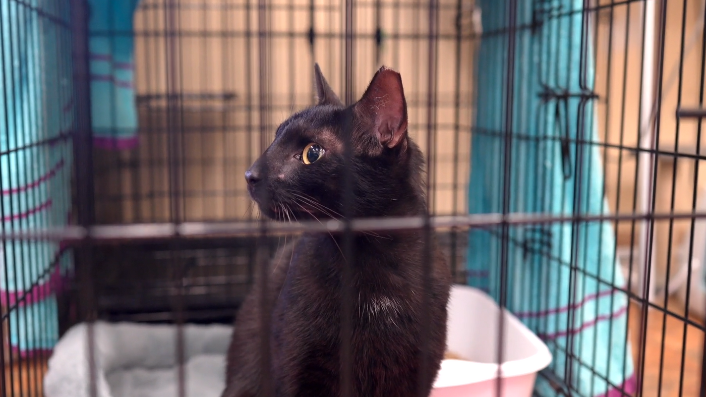 Binx The Cat Survived Surfside Condo Collapse, Reunited With Family ...