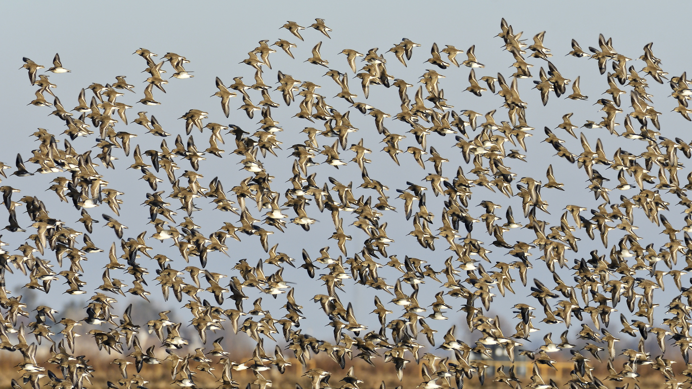How Rice Farmers And Conservationists Use Auctions To Save Birds : The ...