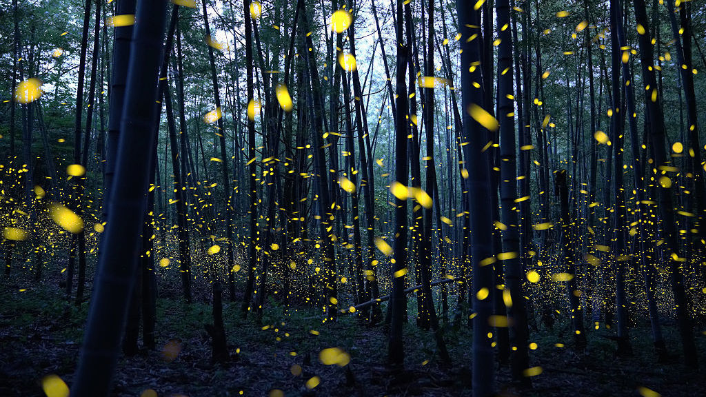 Lightning Bugs, Fireflies - Call Them What You Will, They're Awesome ...