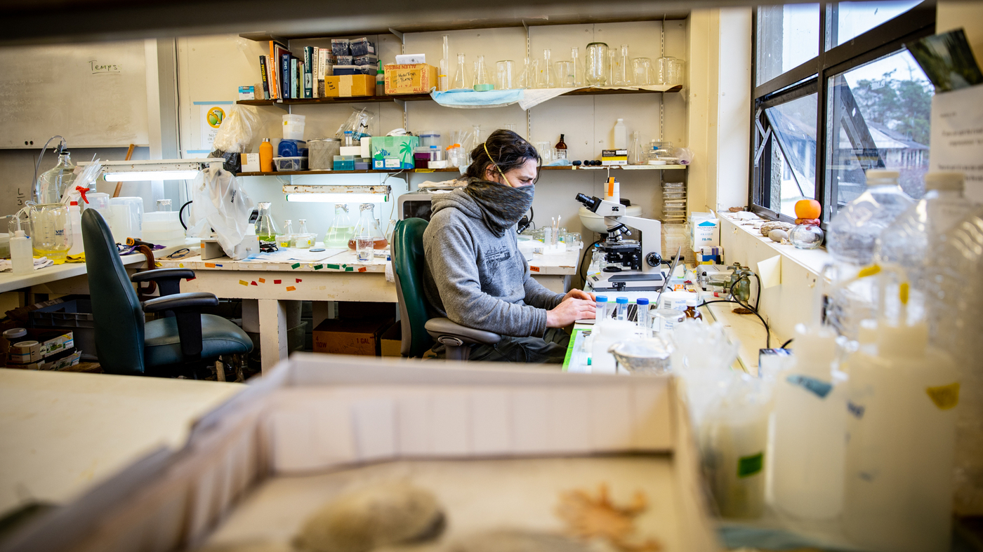 Scientists Race To Save Endangered Sea Stars From A Strange Wasting ...