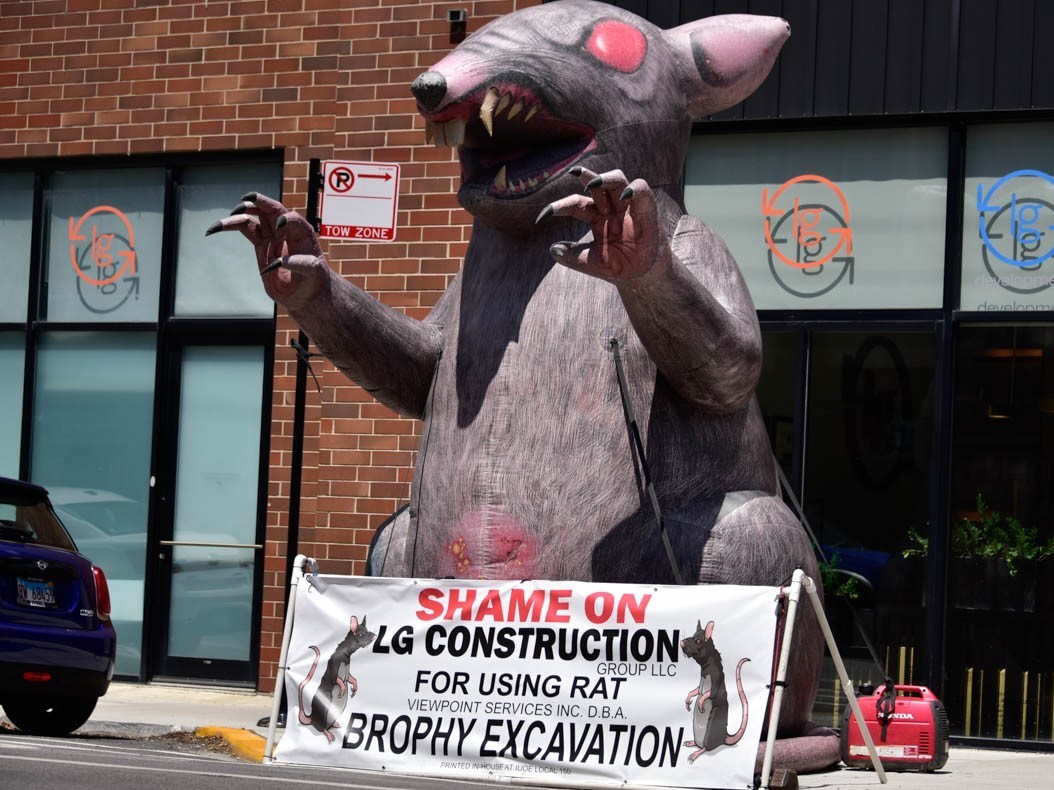 How A Beloved Giant Rat Won Free Speech Rights | NCPR News