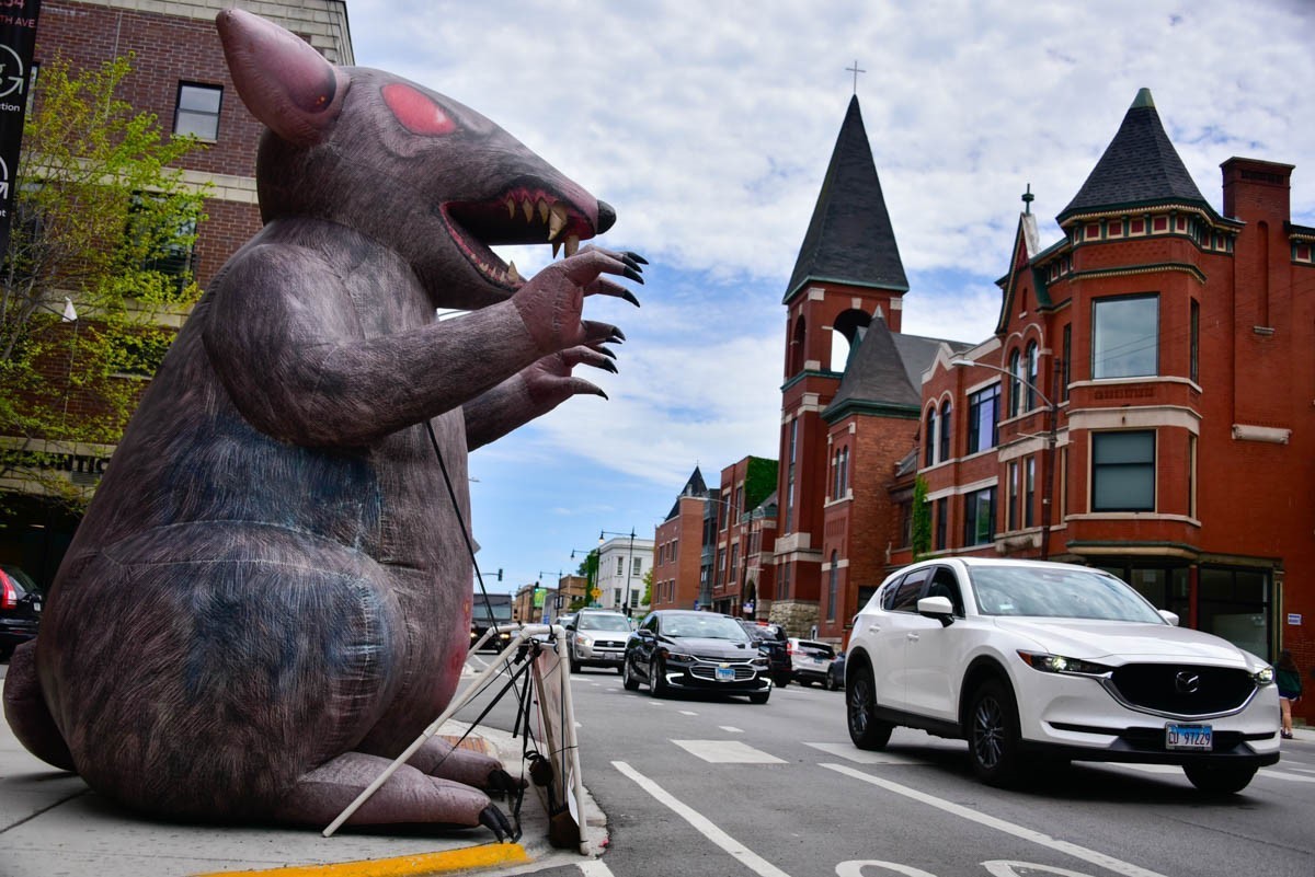 How A Beloved Giant Rat Won Free Speech Rights | WBUR