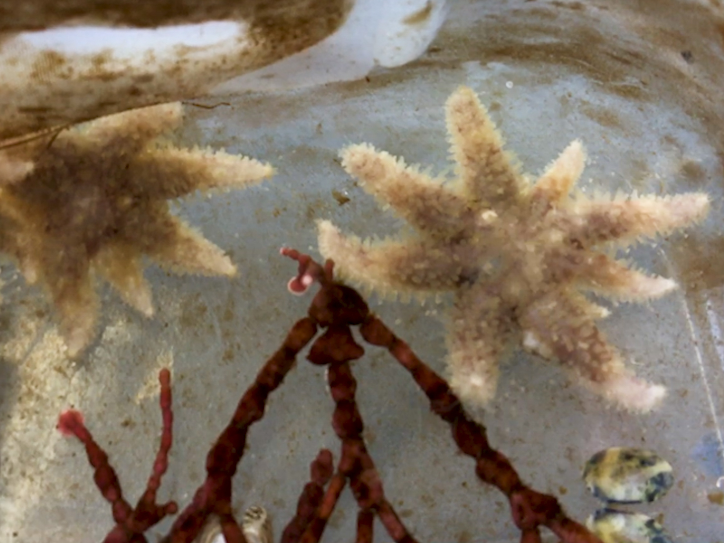 To Save A Huge, 24-Armed Sea Creature, Scientists Become Loving Foster ...