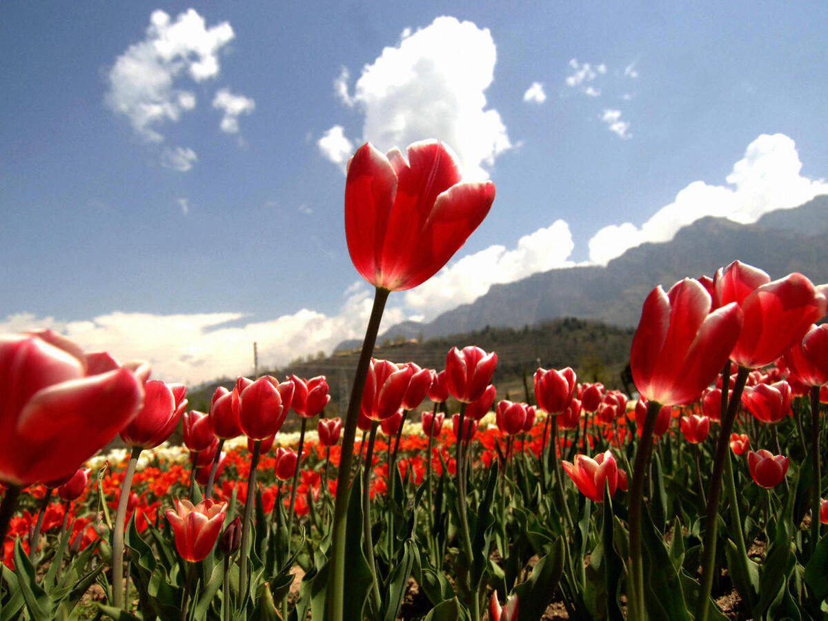 How The Greater Fools Theory Influence Bubbles : The Indicator from ...