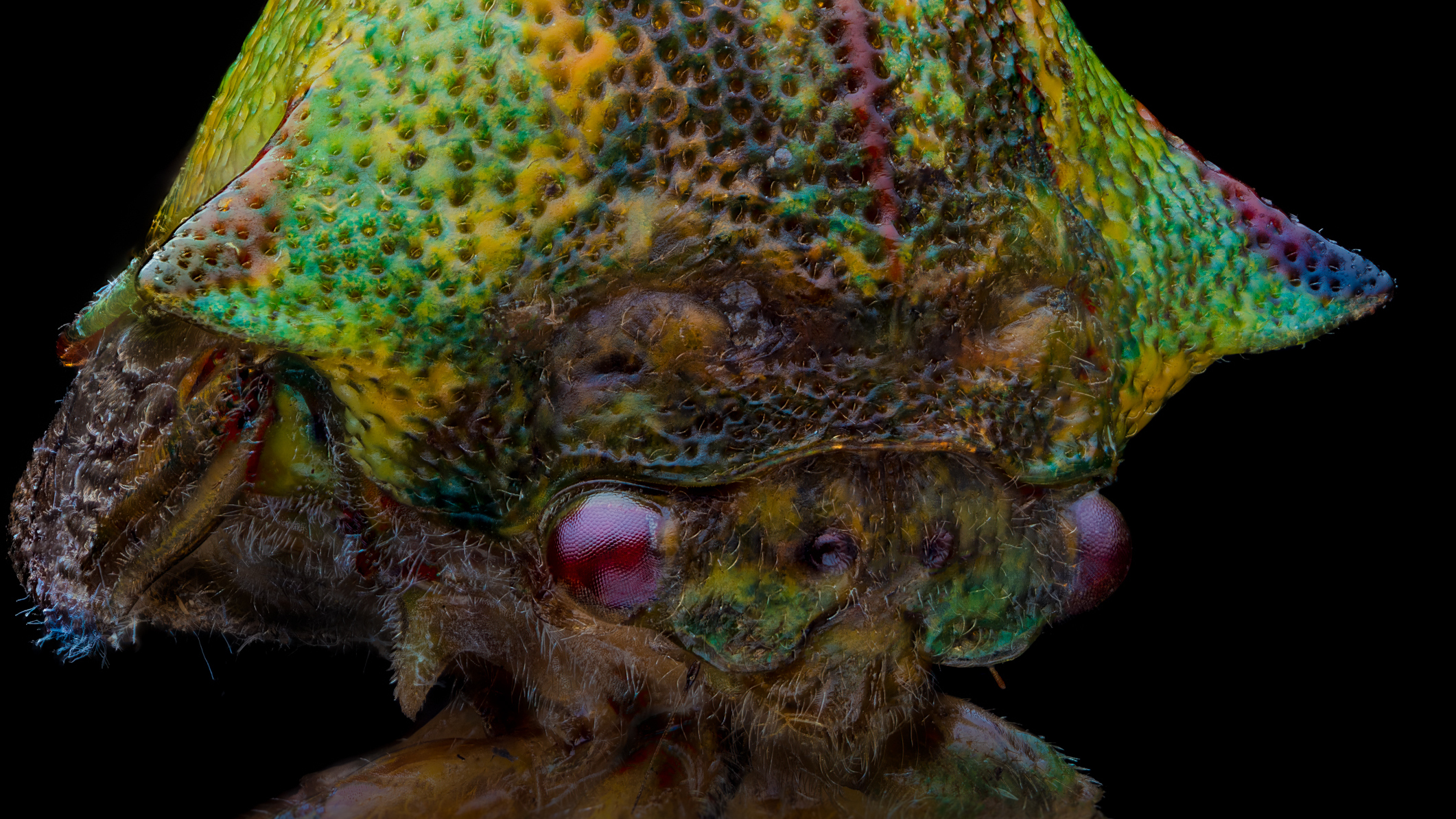 Military Photographer Pablo Piedra Gets You Up Close With Bugs : The ...