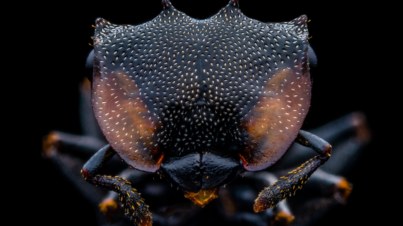 Military Photographer Pablo Piedra Gets You Up Close With Bugs : The ...