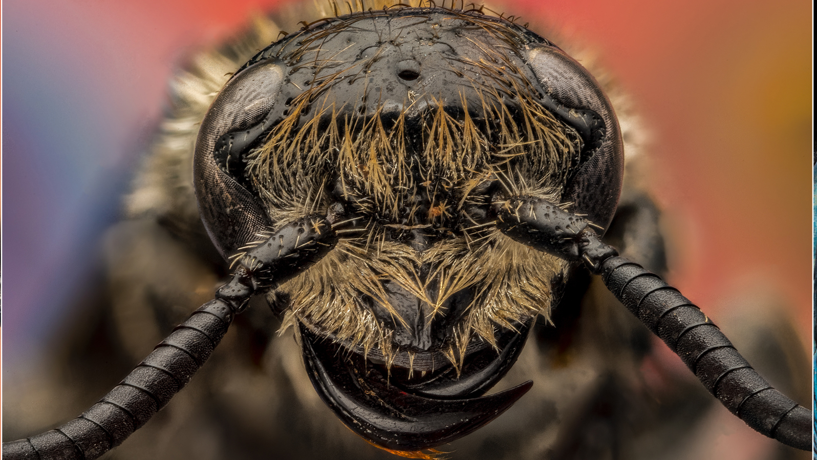 Military Photographer Pablo Piedra Gets You Up Close With Bugs : The ...