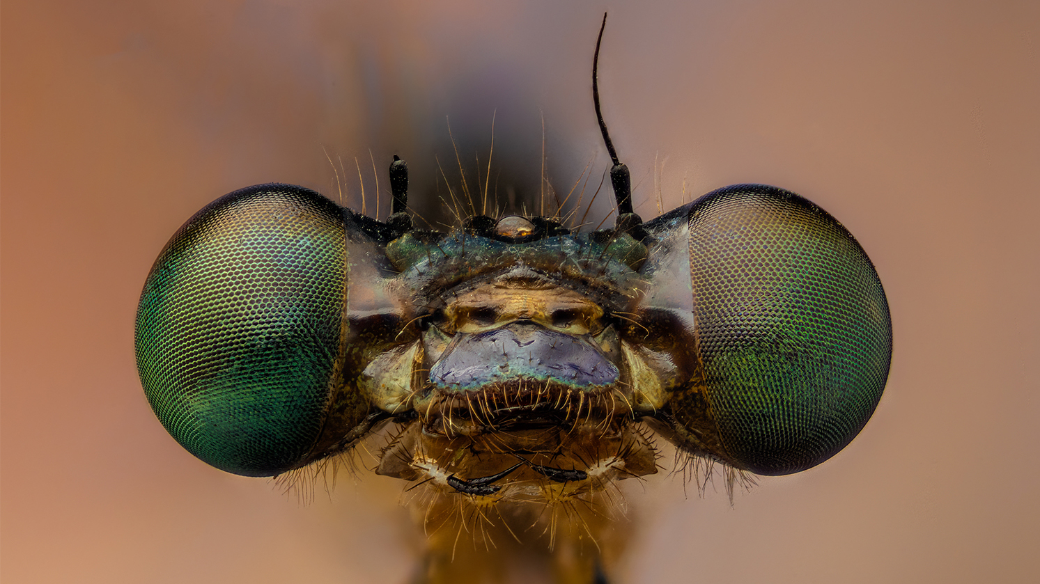 Military Photographer Pablo Piedra Gets You Up Close With Bugs : The ...