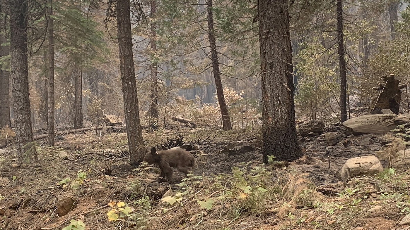 California Firefighters Are Keeping An Eye On An Emaciated, Maybe ...