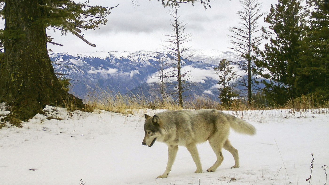 Biden Stands By Decision To Lift Protections For Gray Wolves : NPR
