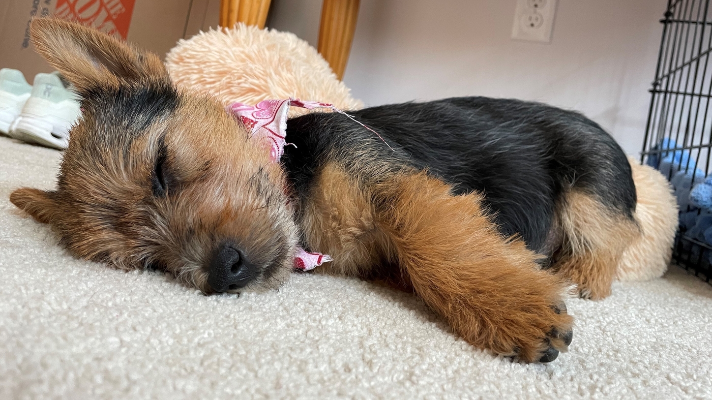 It's National Dog Day! Here are some adorable public media pups : NPR