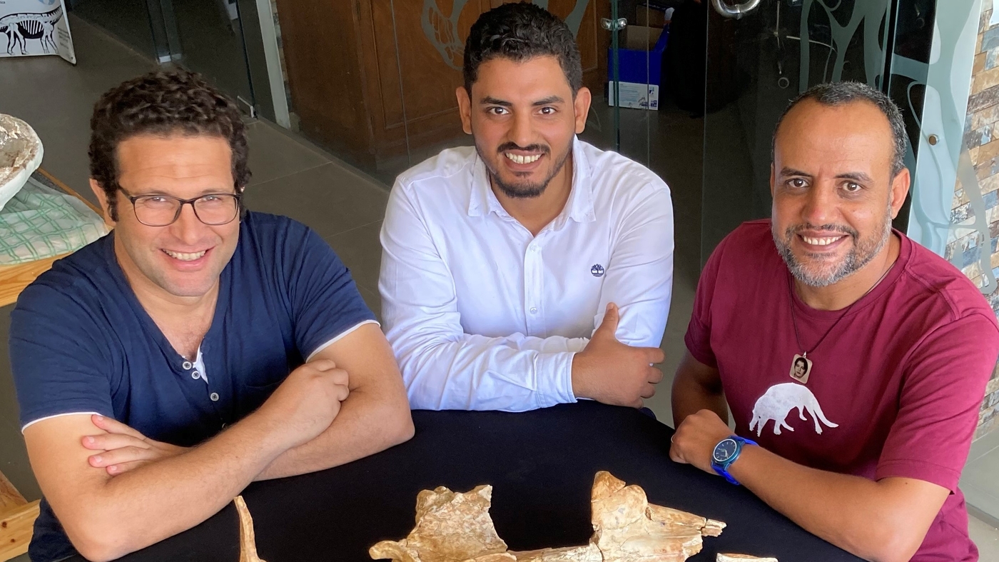 Scientists Discover Fossil Of A Whale With Four Legs : NPR