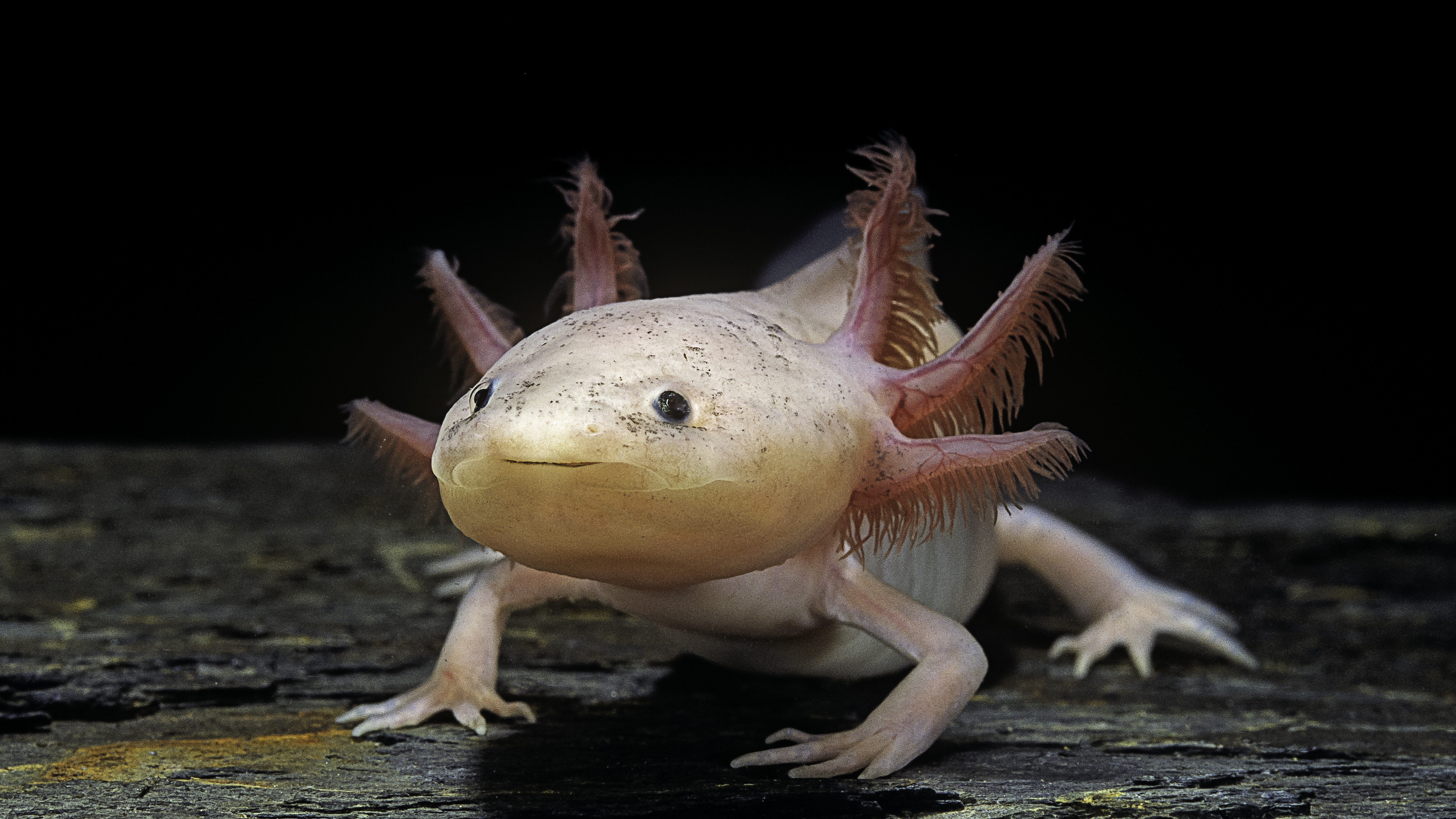 A Lotl Love For The Axolotl : Short Wave : NPR