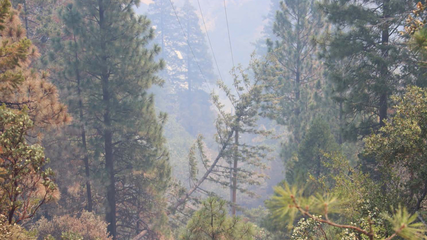 Trees Killed By Climate Change Increase Power Outages : NPR