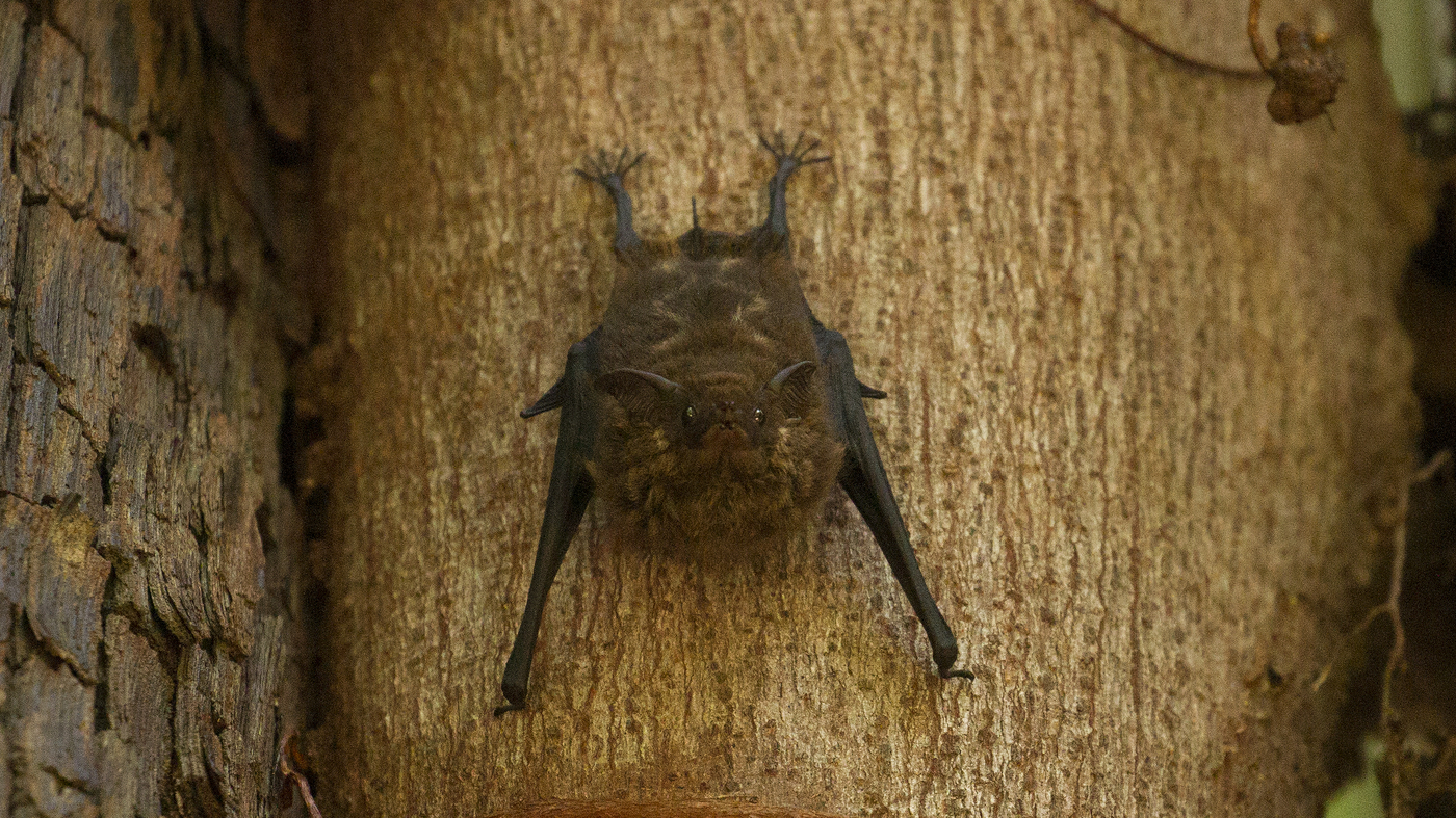 SURPRISE! It's A...Babbling Baby Bat? : Short Wave : NPR