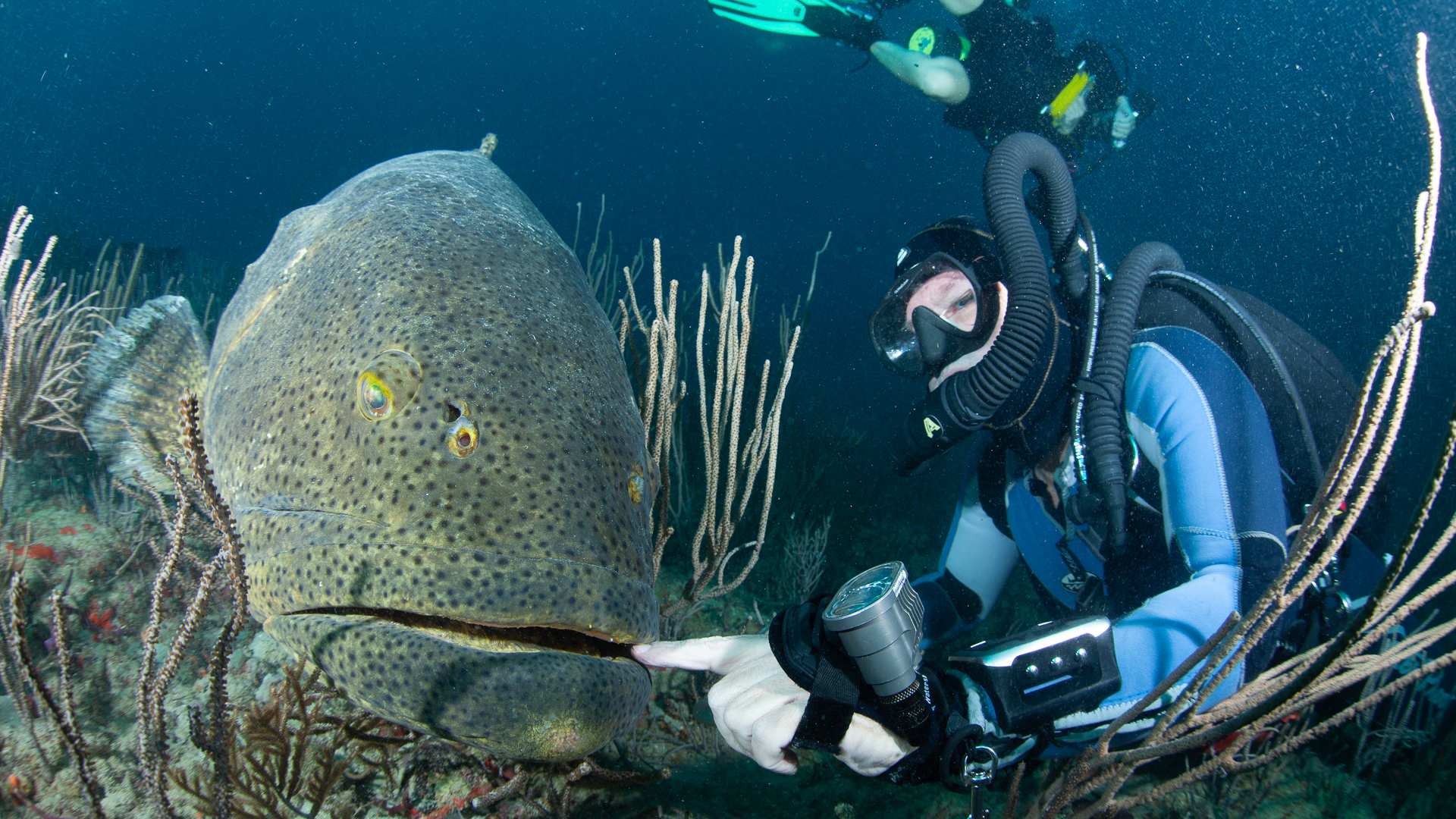 Florida May Allow Goliath Grouper Fishing With Limits : NPR
