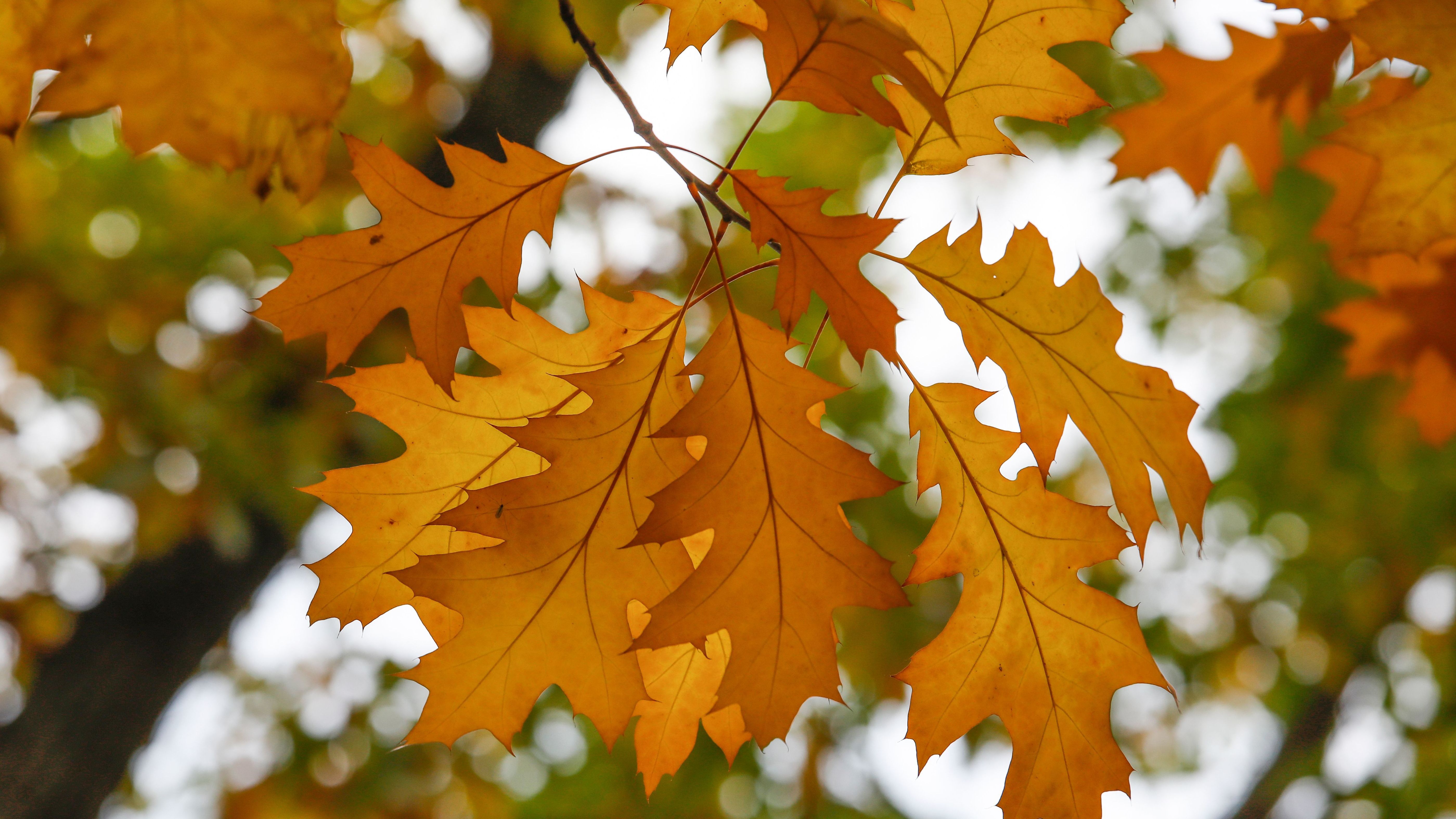 The Autumnal Equinox Is Today. Fall Is Here : NPR