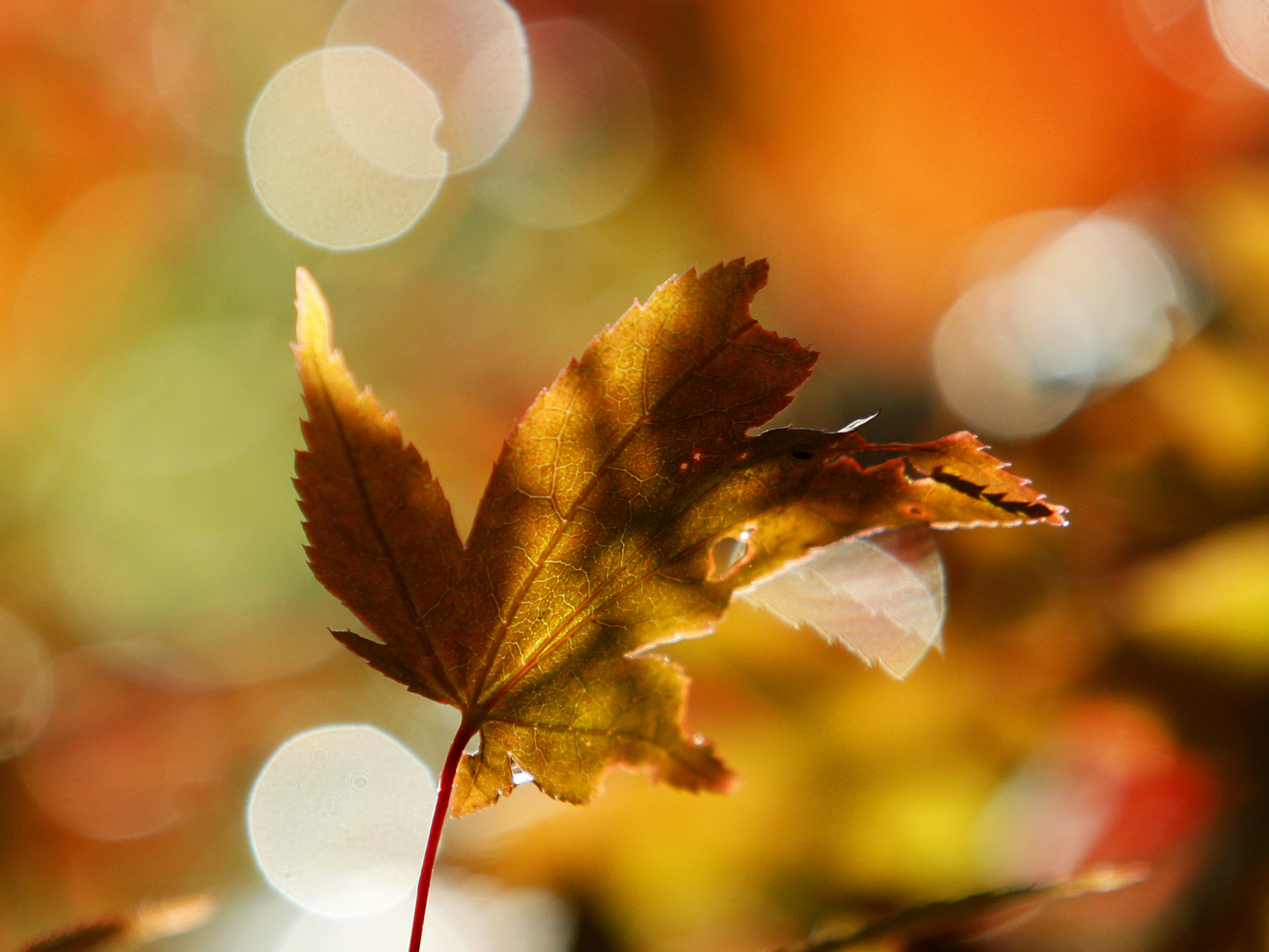 The Autumnal Equinox Is This Afternoon. Fall Is Here | NCPR News