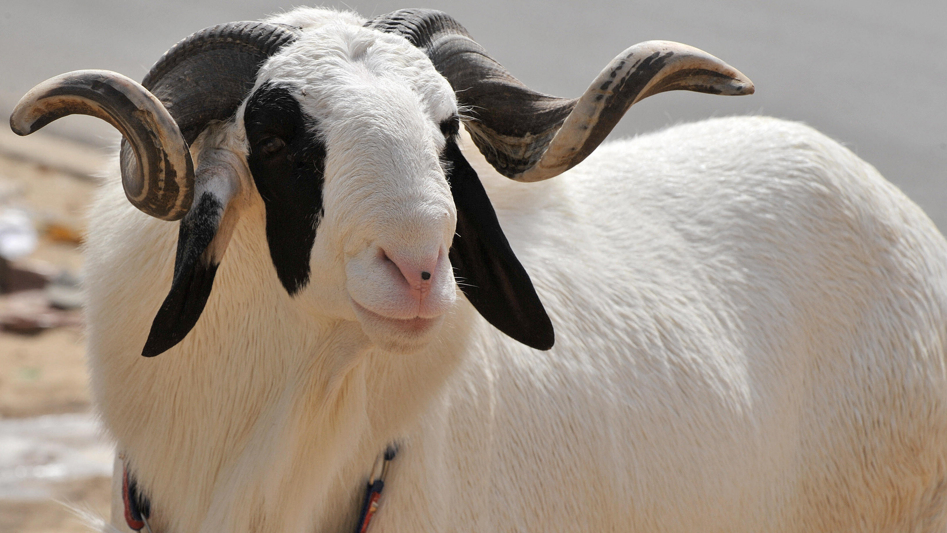 'Found and lost' Facebook page helps find phones, horses, missing kin ...