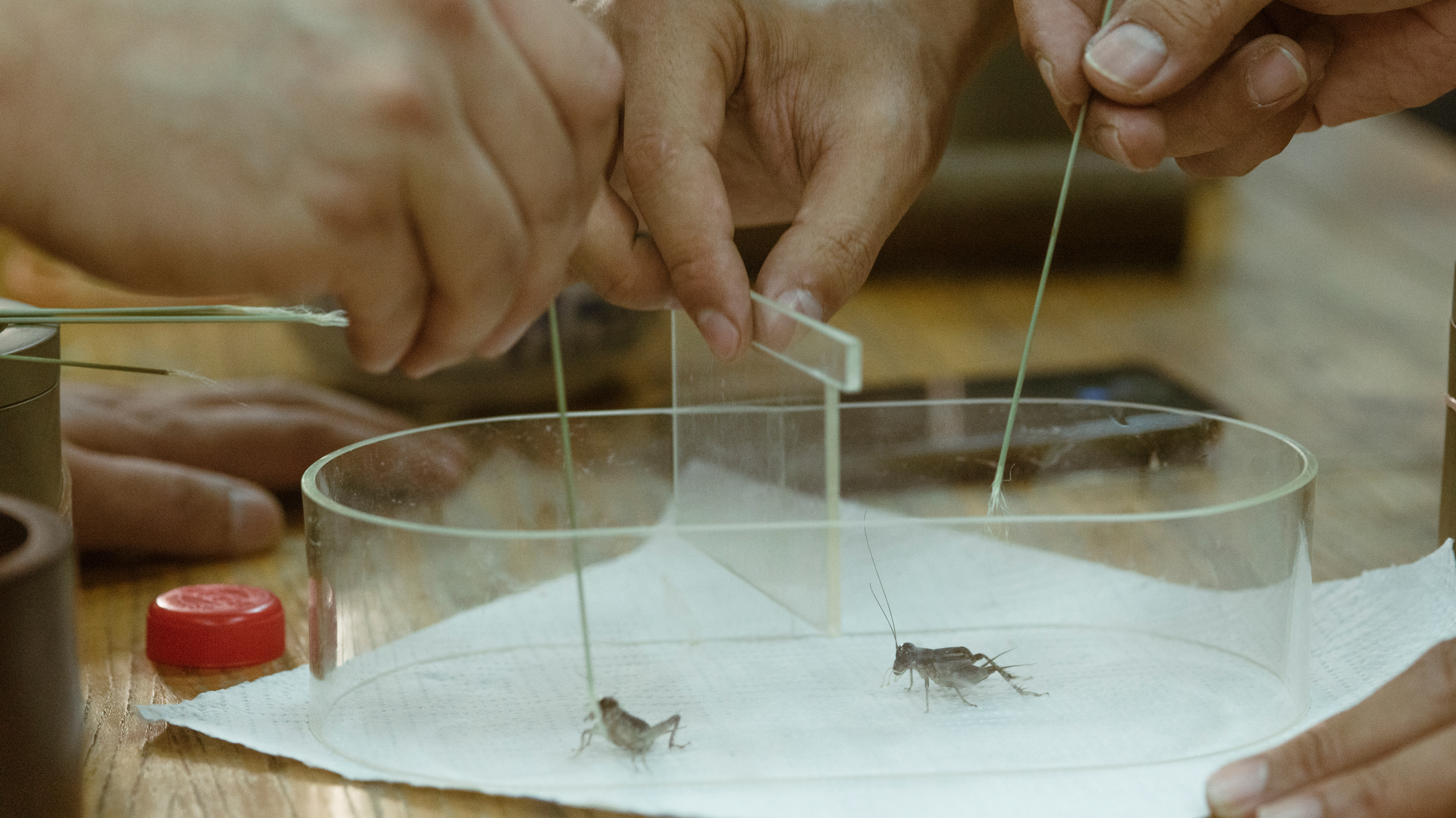 Inside the jaw-clenching world of cricket fighting in China : NPR