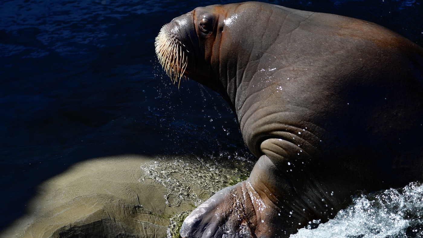 WWF'S Walrus From Space Project Seeks Volunteer 'Walrus Detectives' : NPR