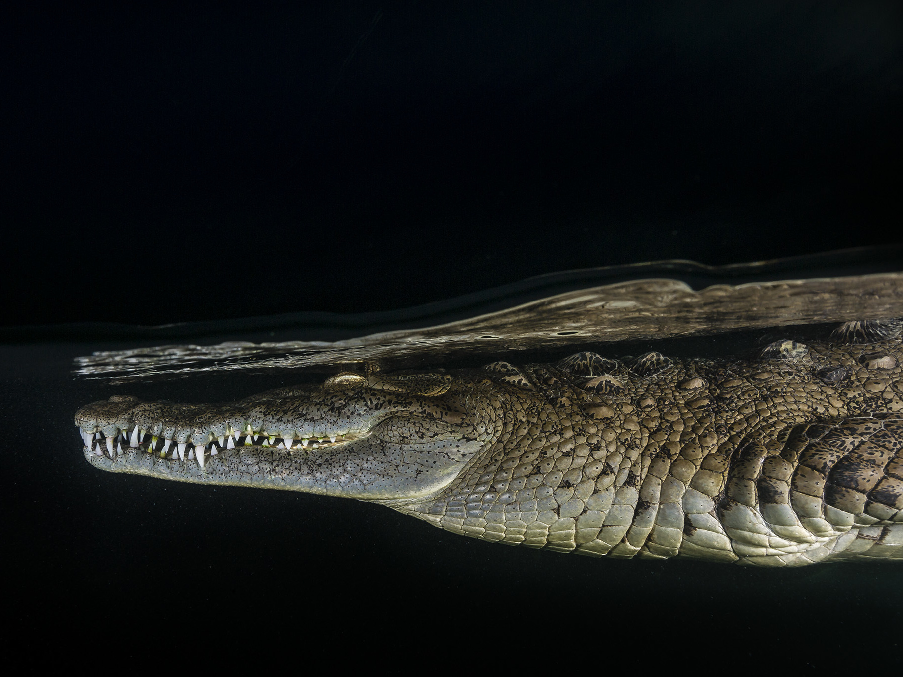 A photographer marries the worlds above and below the water in a single ...