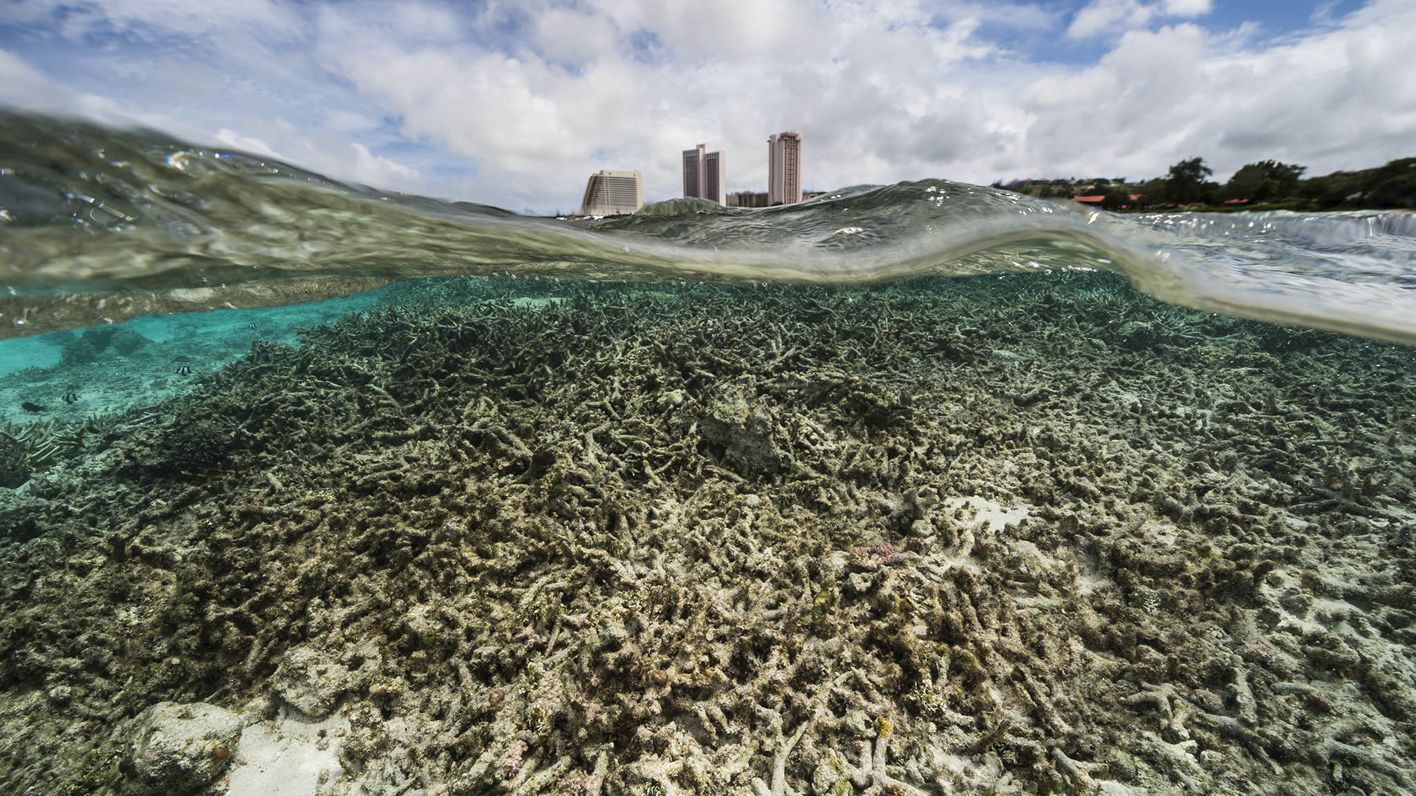 Photos of the world above and below the sea by David Doubilet : The ...