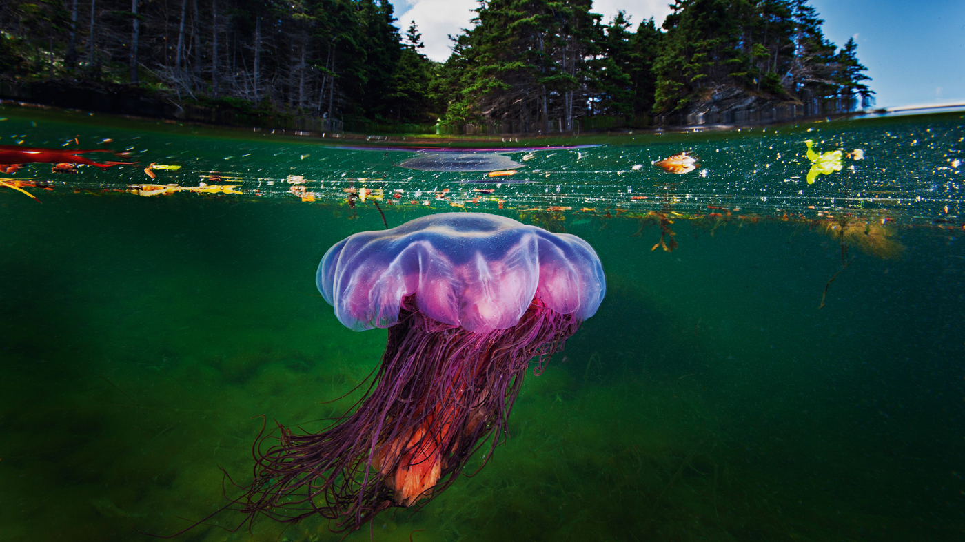 Photos of the world above and below the sea by David Doubilet : The ...