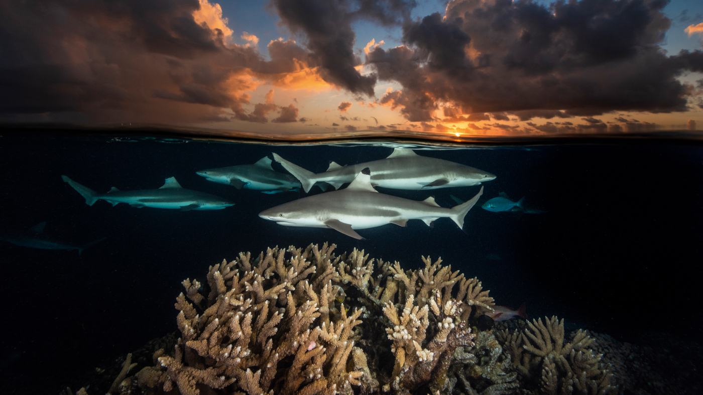 Photos of the world above and below the sea by David Doubilet : The ...