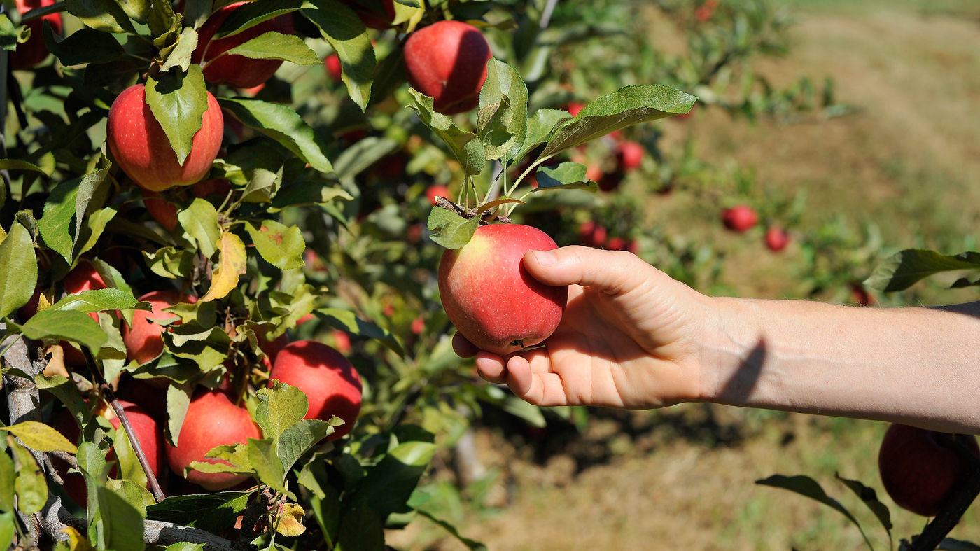 The problem with apple-picking : NPR