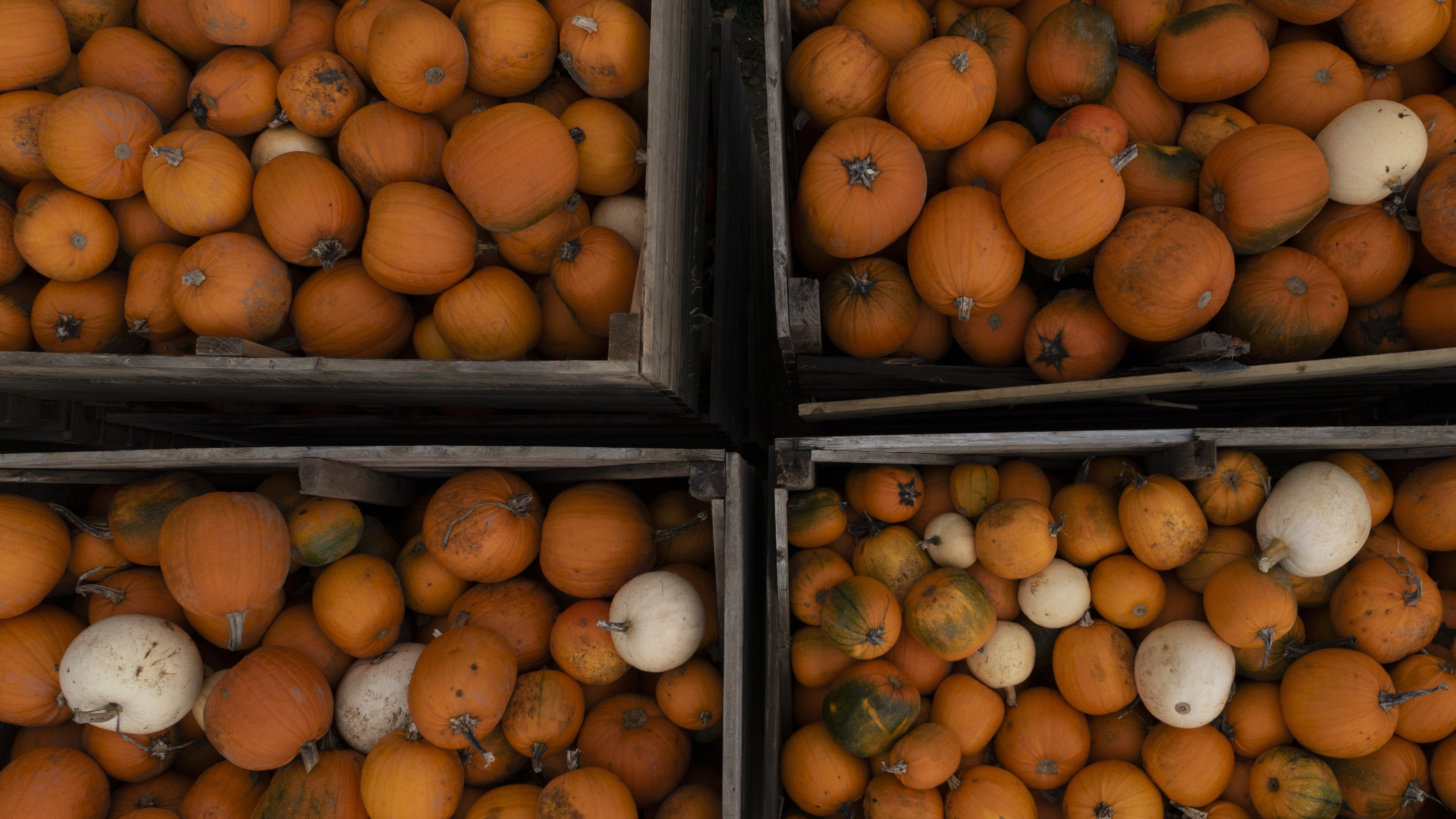 Here's why the smell of pumpkin spice moves us, according to science ...