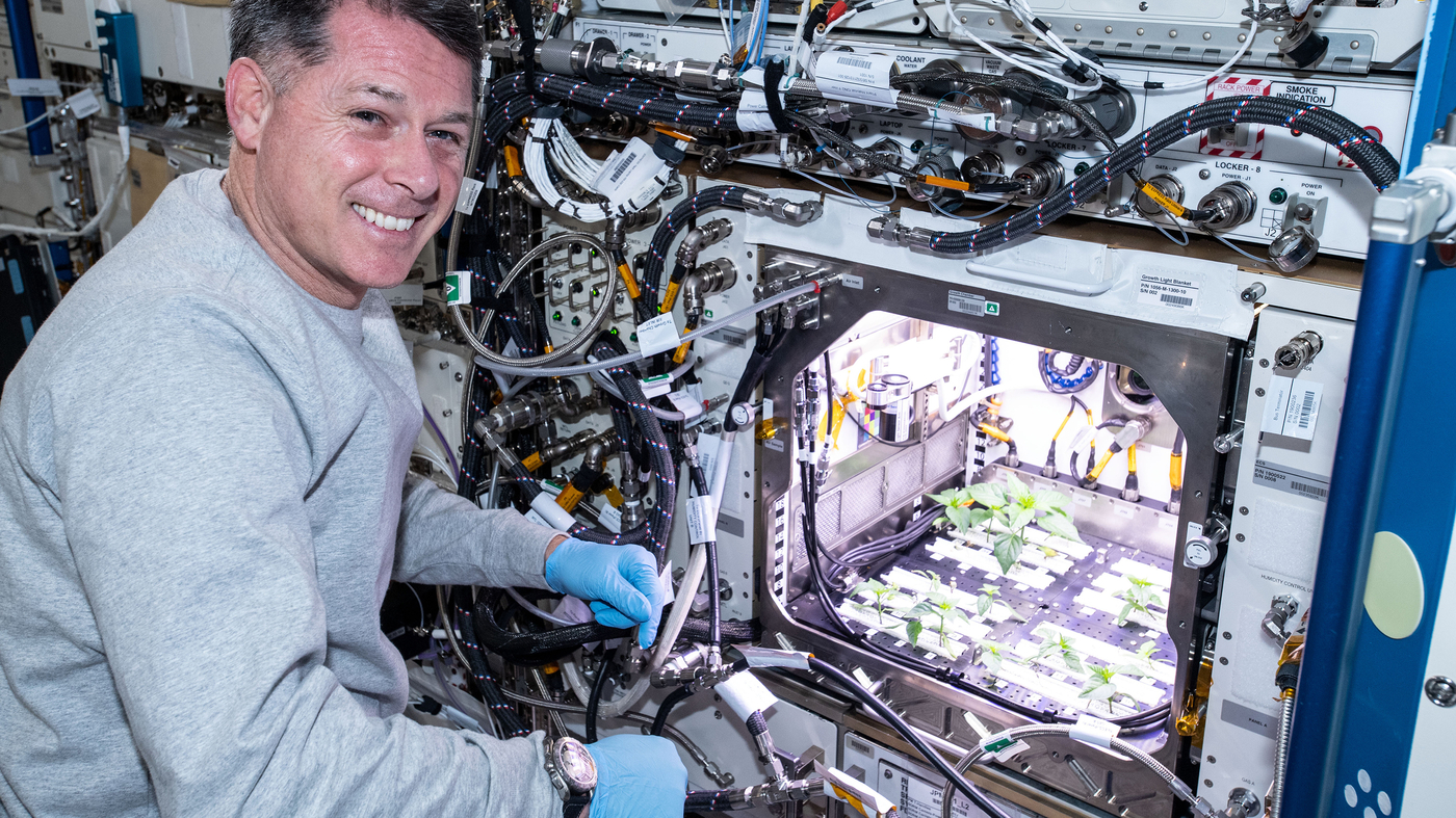 Astronauts grew green chile on the space station and made space tacos : NPR