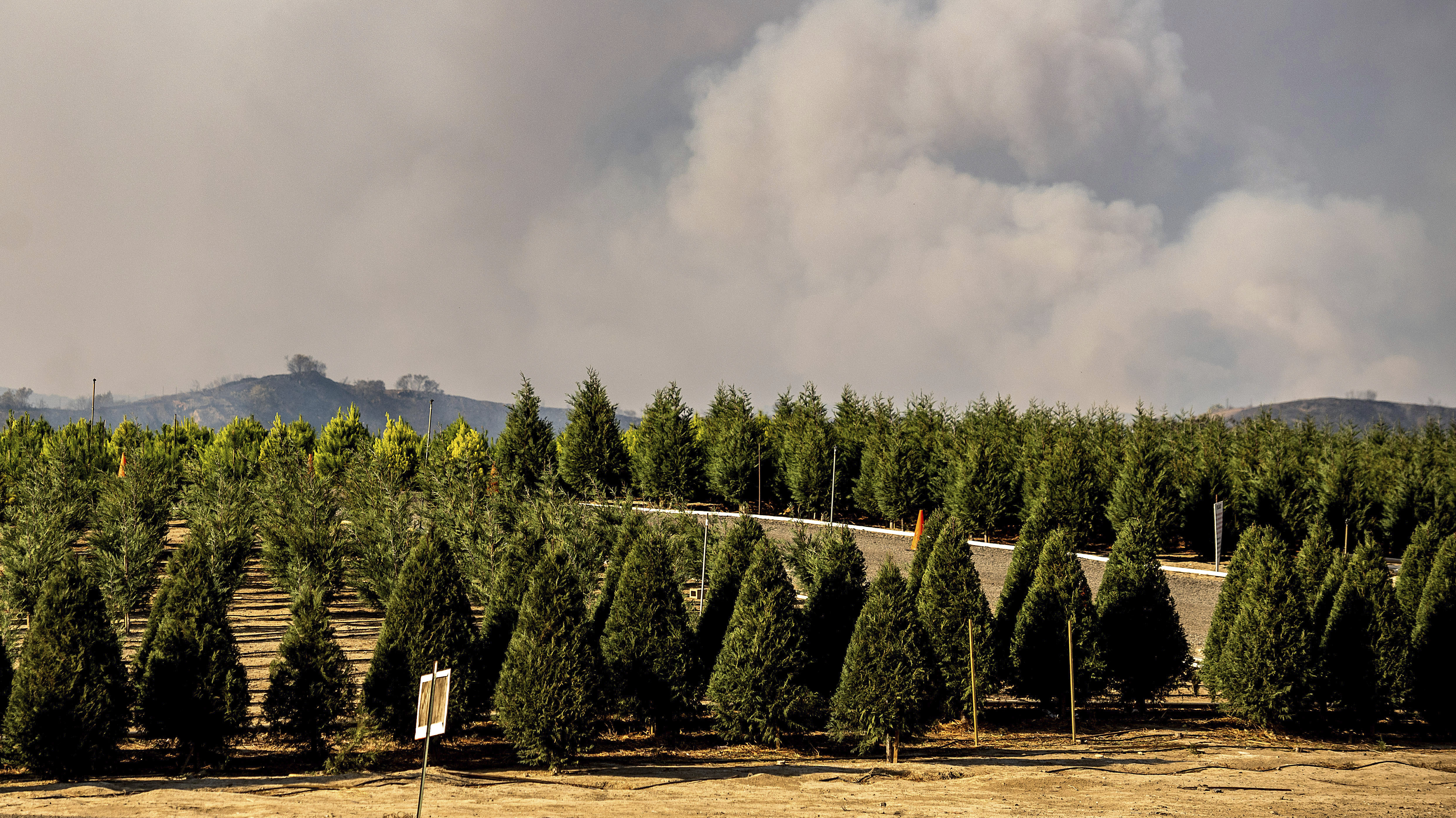 Christmas trees may be harder to find and more expensive this year : NPR