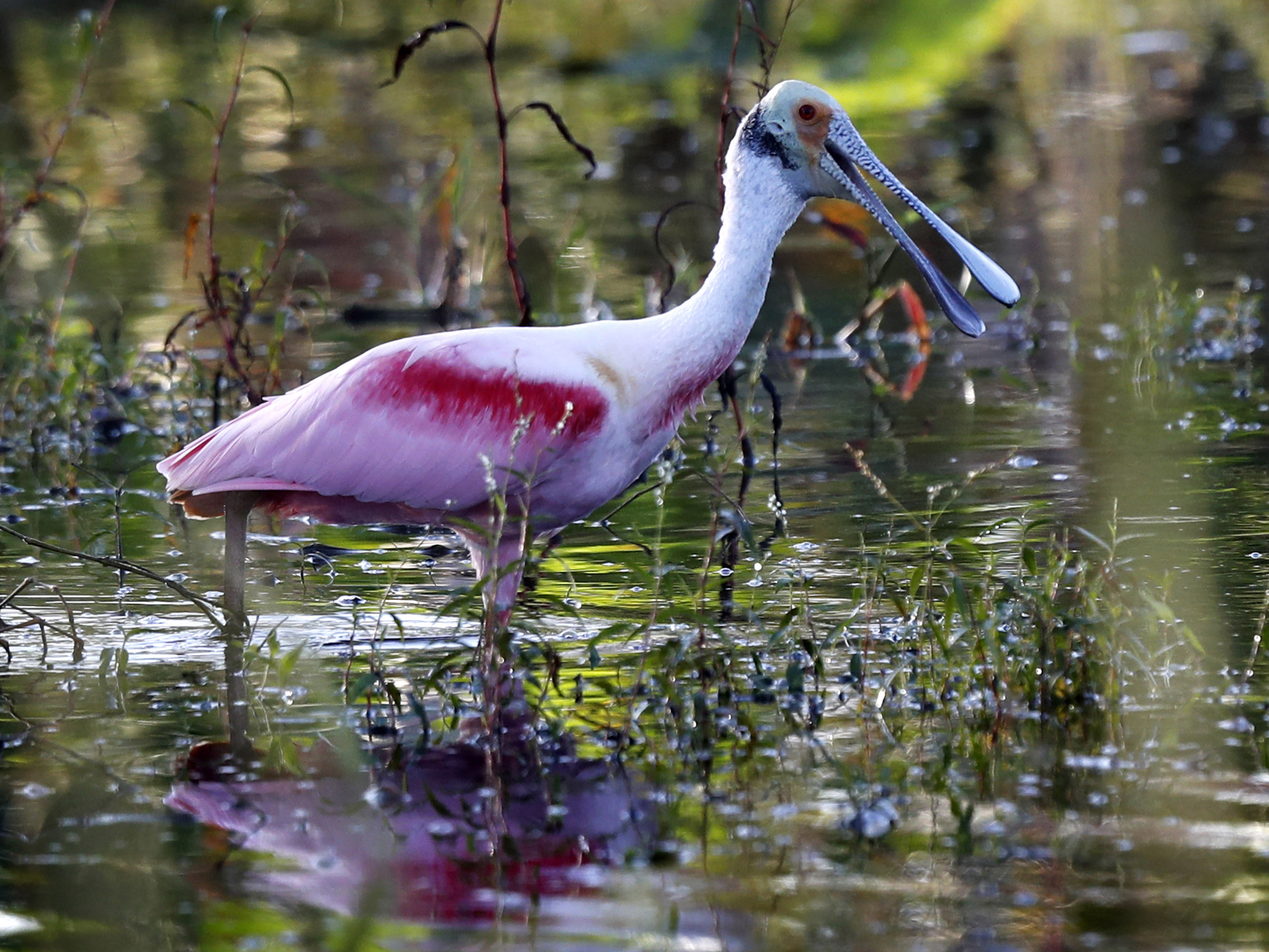 Florida State Bird Controversy