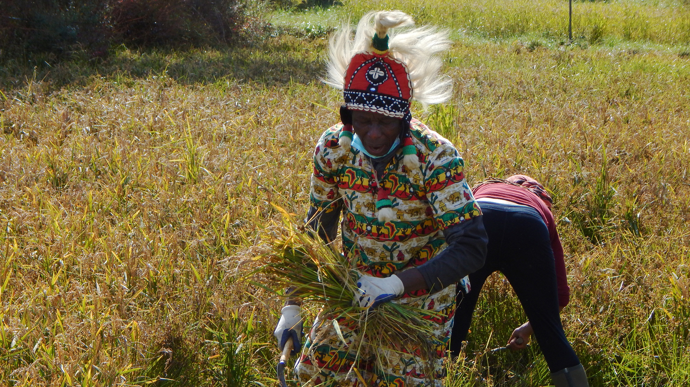 A Gambian musician starts a new career in New York, farming rice : NPR