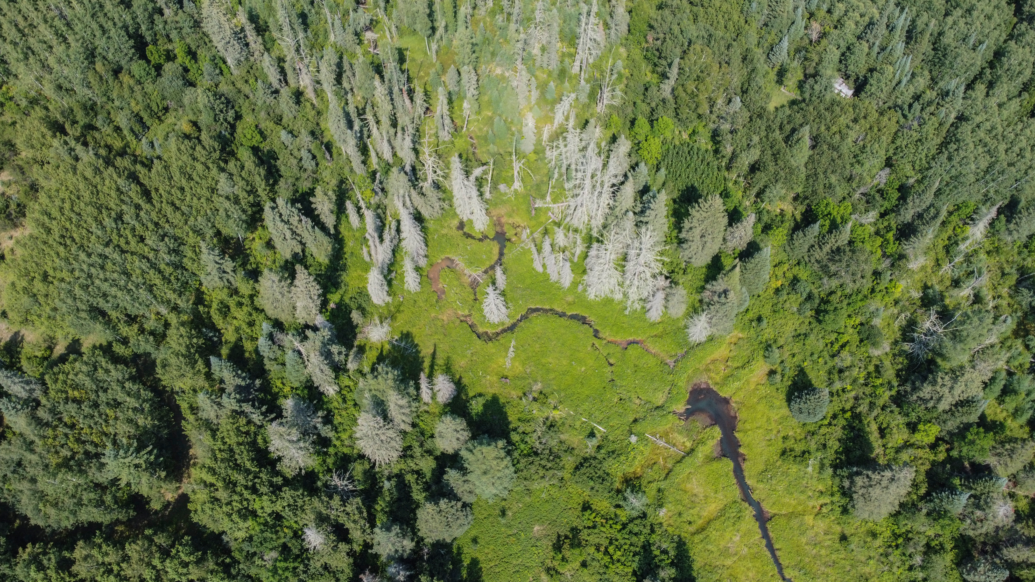 See how Minnesota fire towers help preserve a 5,000-year-old bog : The ...