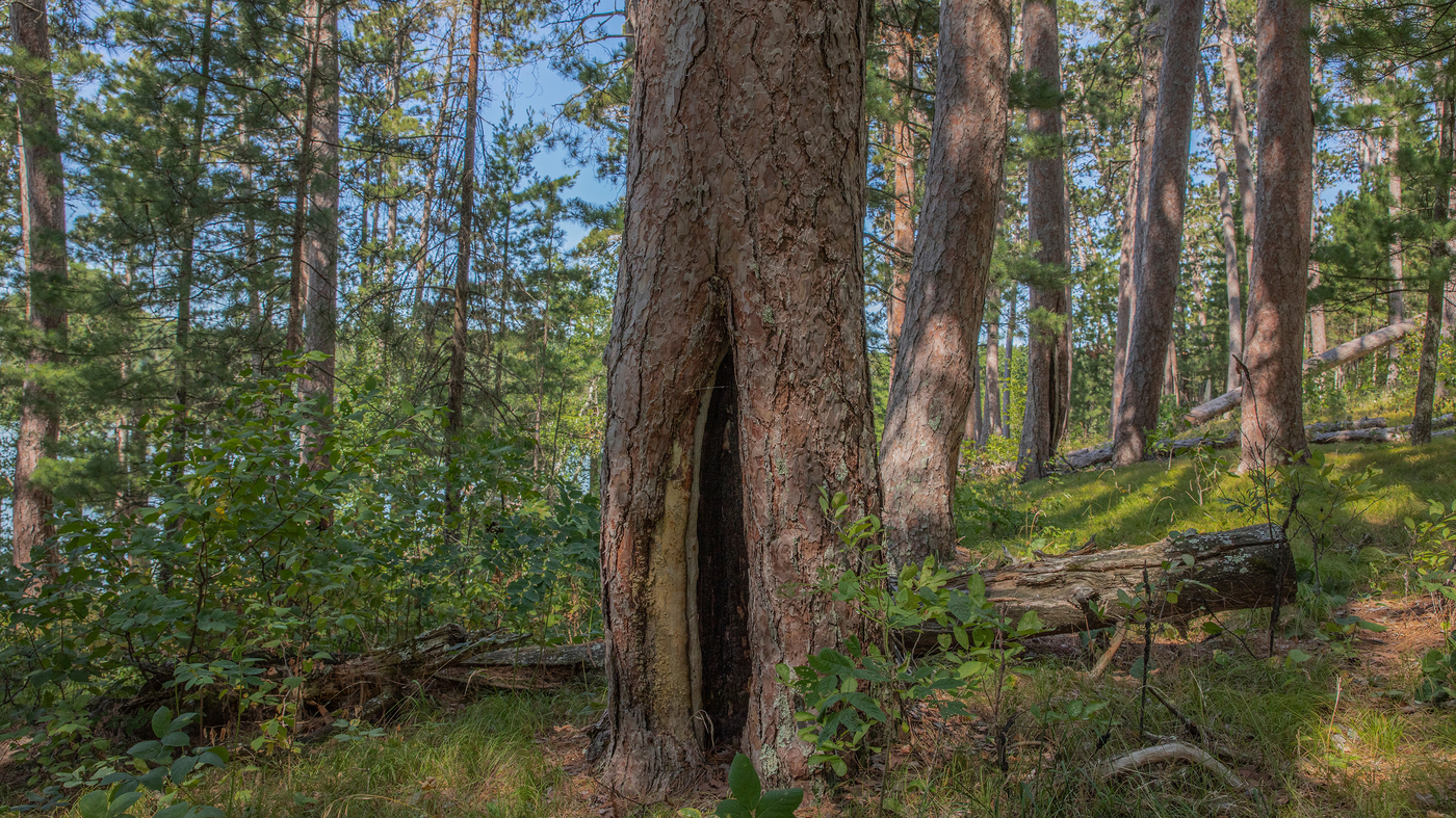 See how Minnesota fire towers help preserve a 5,000-year-old bog : The ...