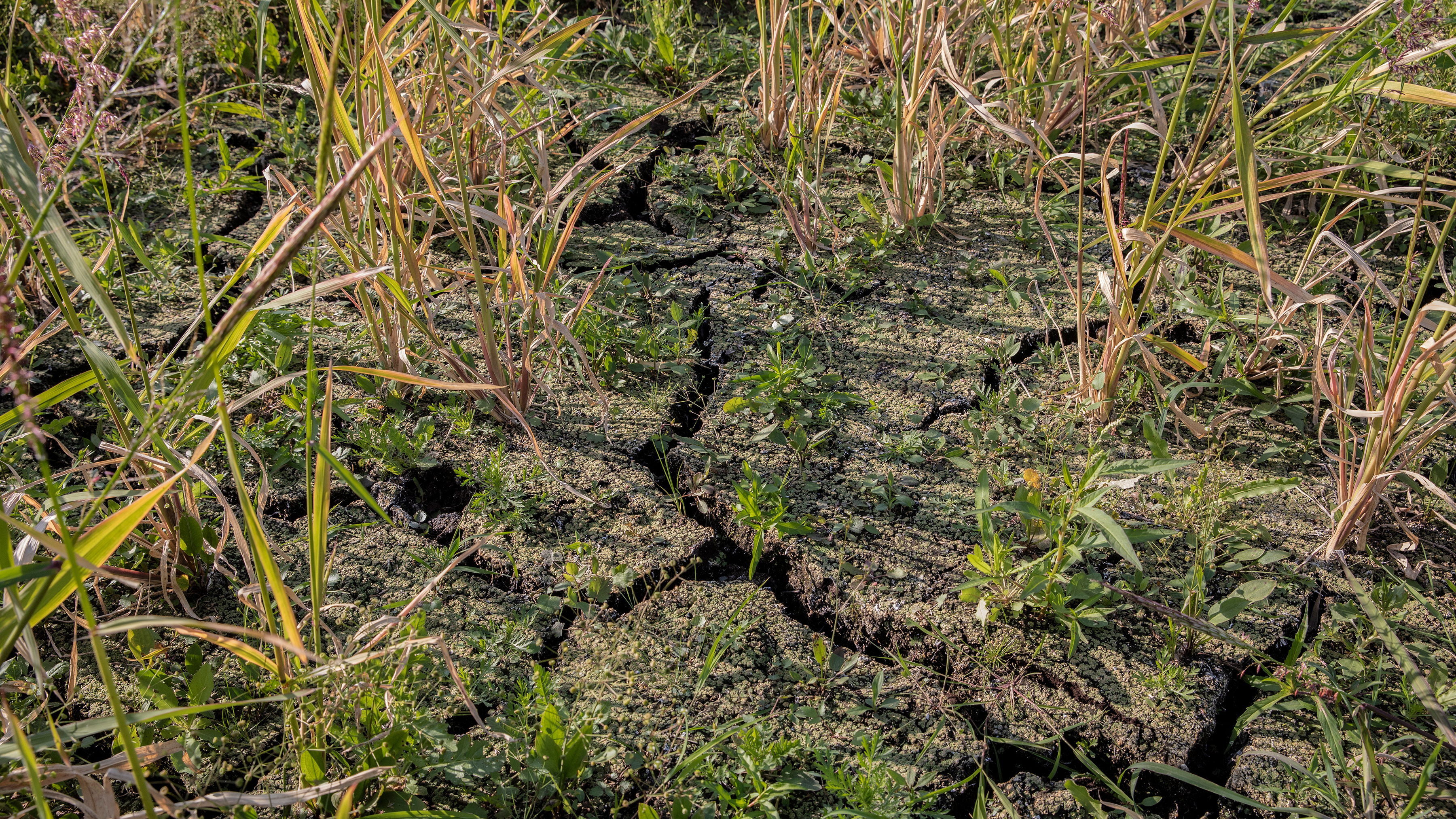 See how Minnesota fire towers help preserve a 5,000-year-old bog : The ...