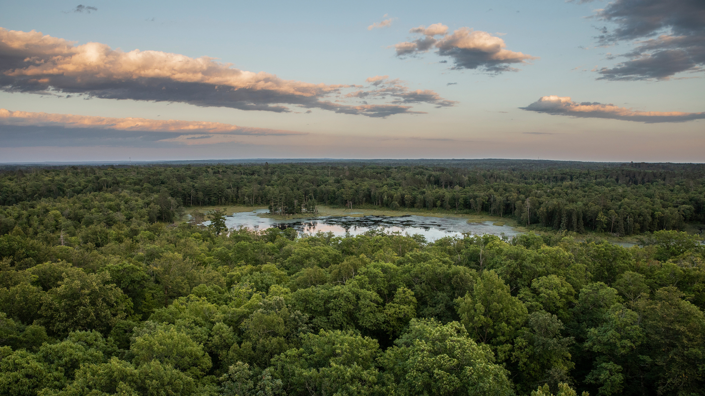 See how Minnesota fire towers help preserve a 5,000-year-old bog : The ...