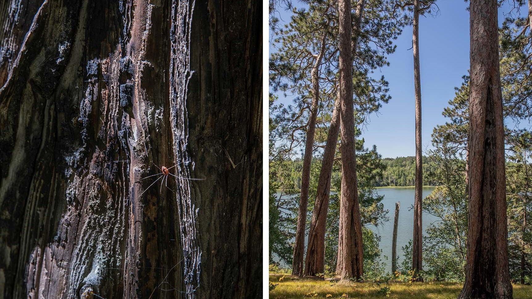 See how Minnesota fire towers help preserve a 5,000-year-old bog : The ...