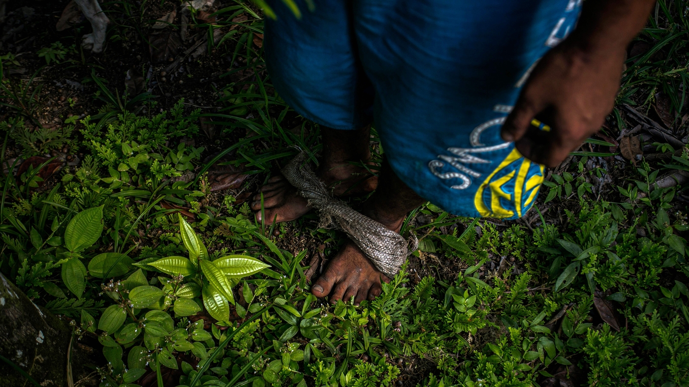 Opinion: Do you know who's picking your açaí berries? : NPR