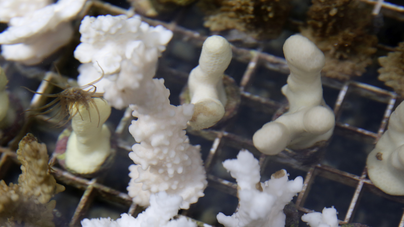 Coral Evolution Tweaked For Global Warming : NPR