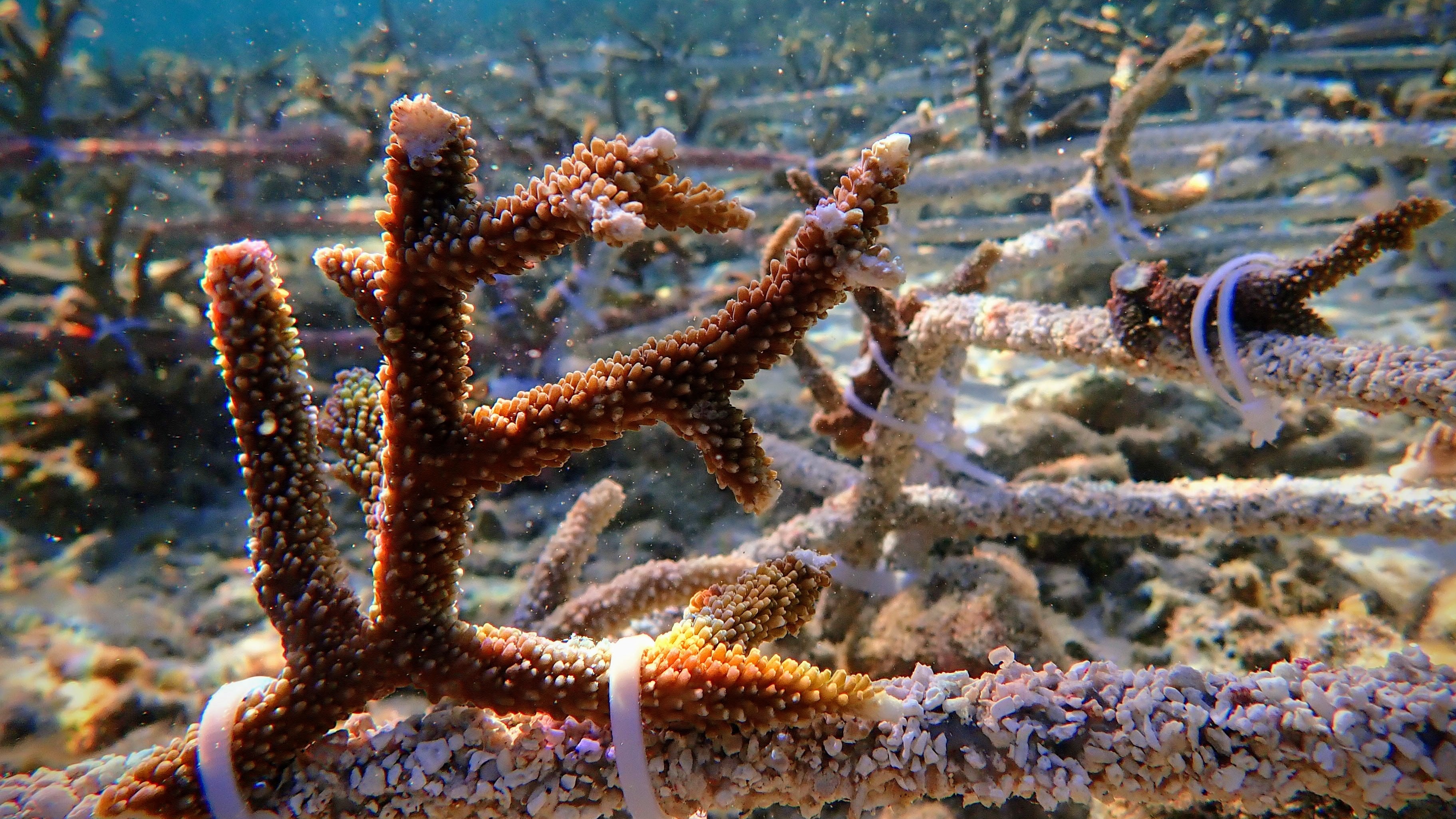 Hear the new sounds that show life returning in these coral reefs : NPR