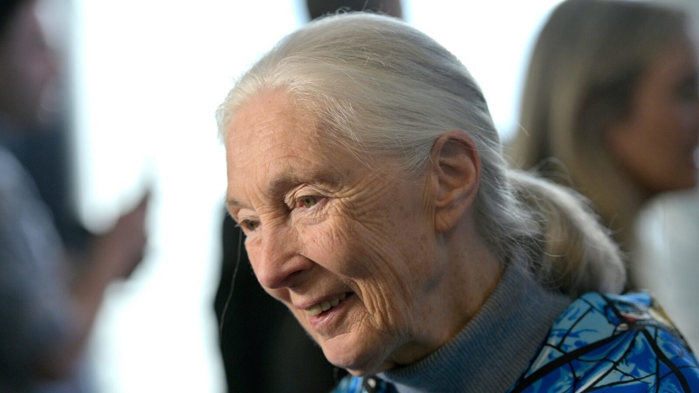Jane Goodall Wants You To Remain Hopeful : 1A : NPR