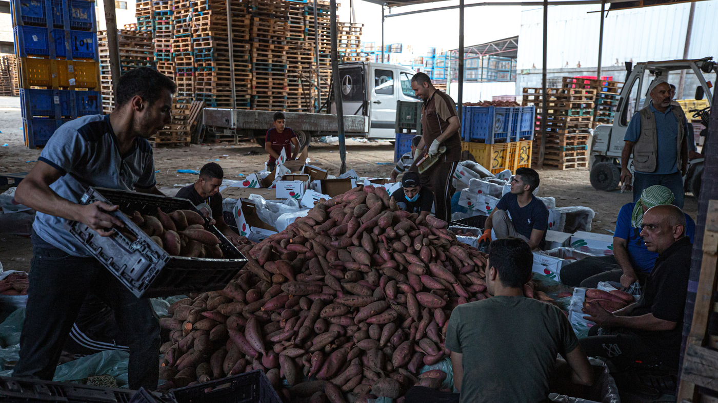 A biblical rest from farming in Israel could help Gaza's growers. They ...