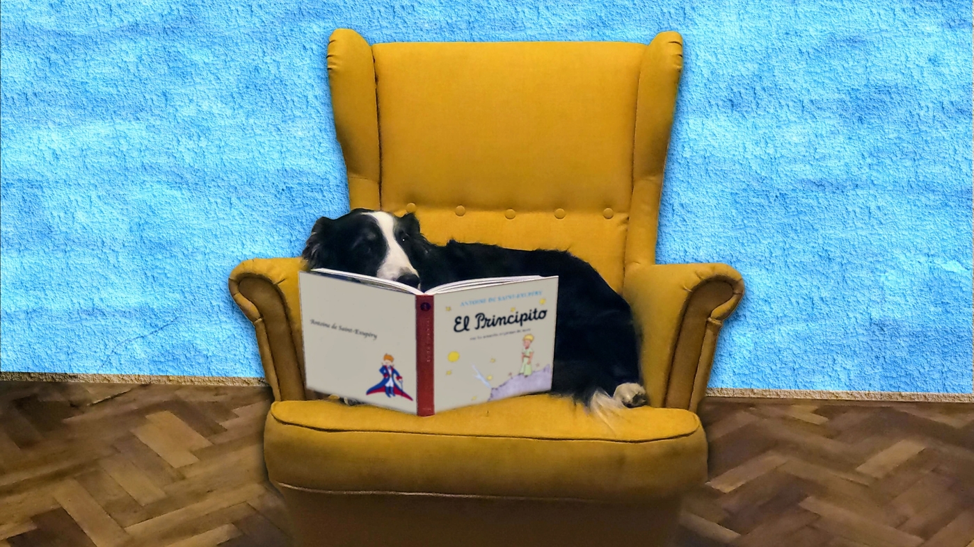 Is your dog bilingual? New study suggests their brains can tell ...