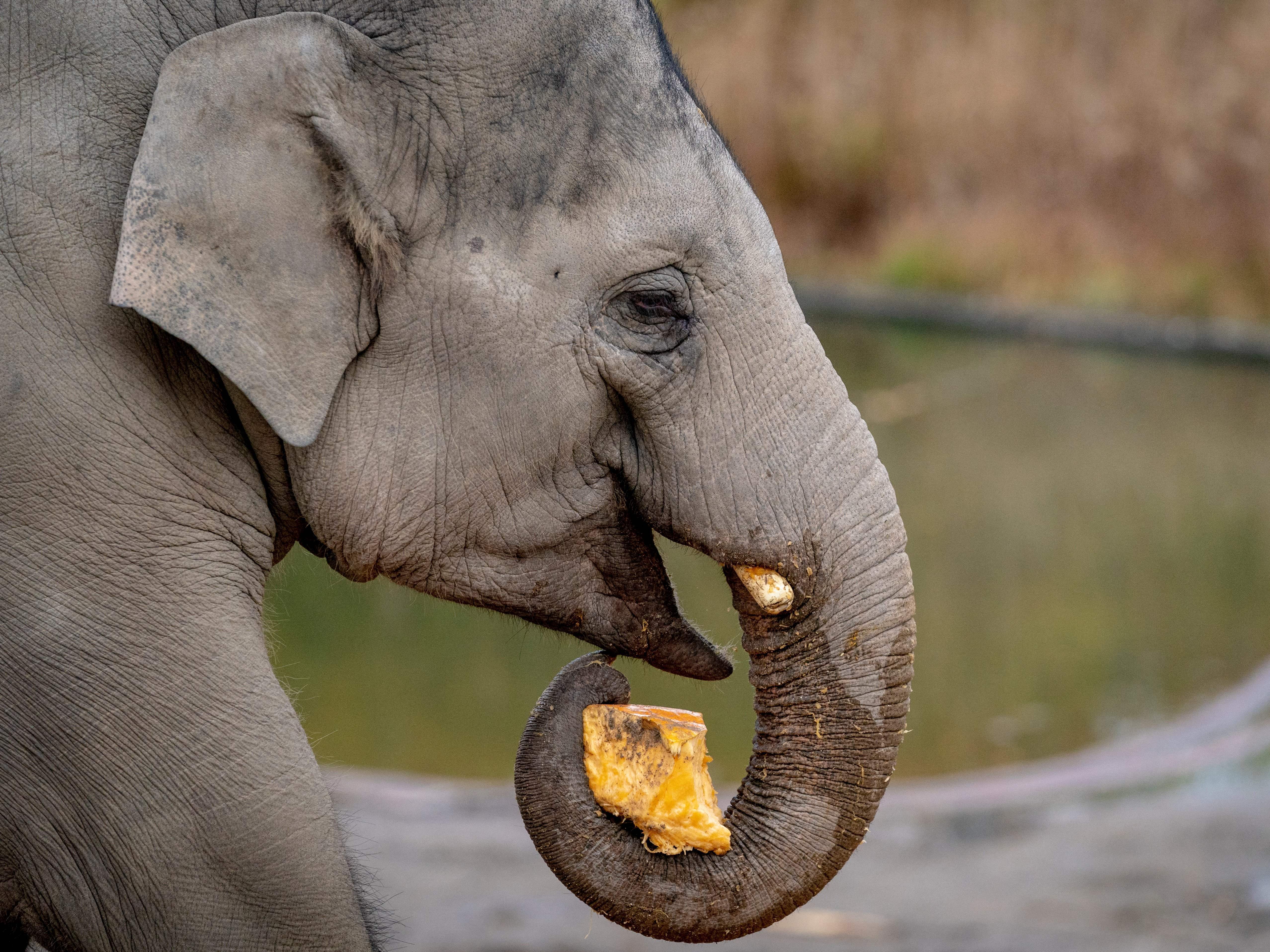 Scientists vacuum zoo animals' DNA out of the air | NCPR News