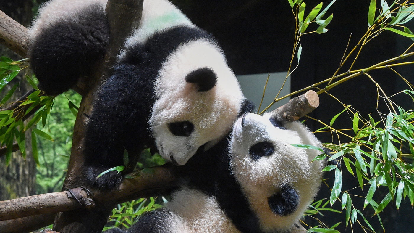 Pandas Hugging Each Other