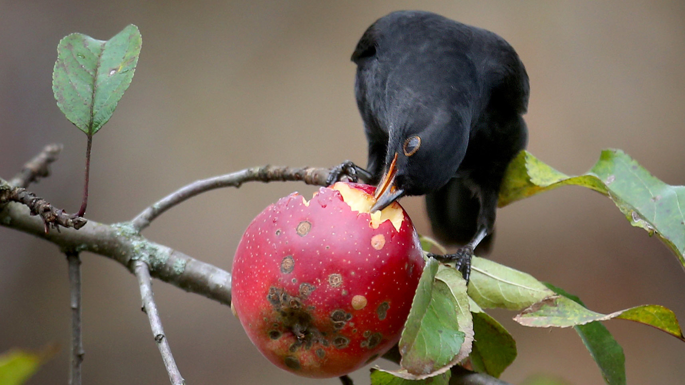 Animals Eating Berries
