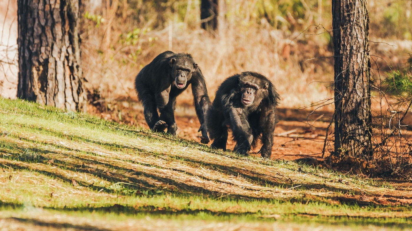 All NIH chimps currently eligible to go to a sanctuary have moved there ...